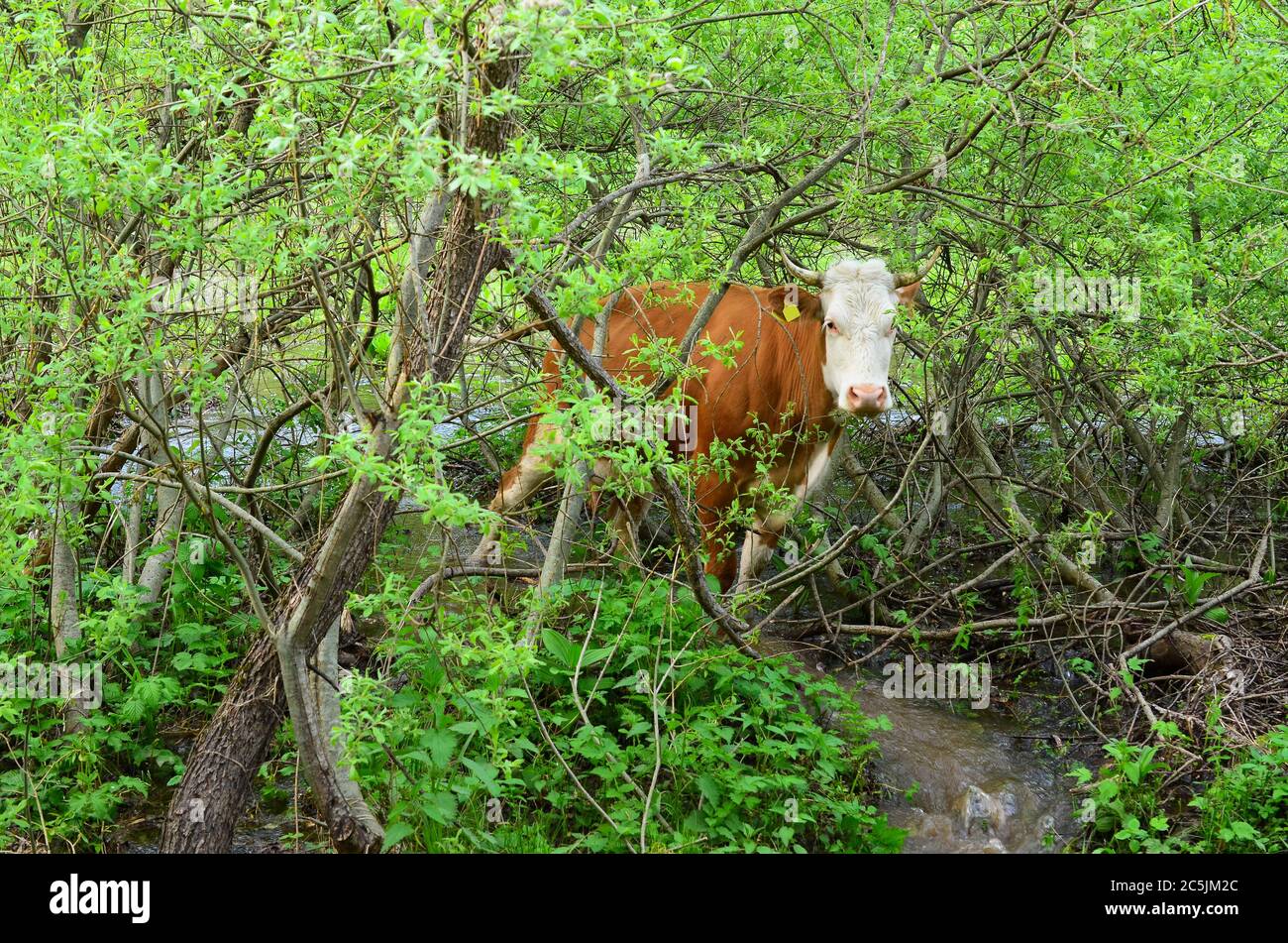 Cow hidden in a willow bush on a flooded meadow near mountain creek ...