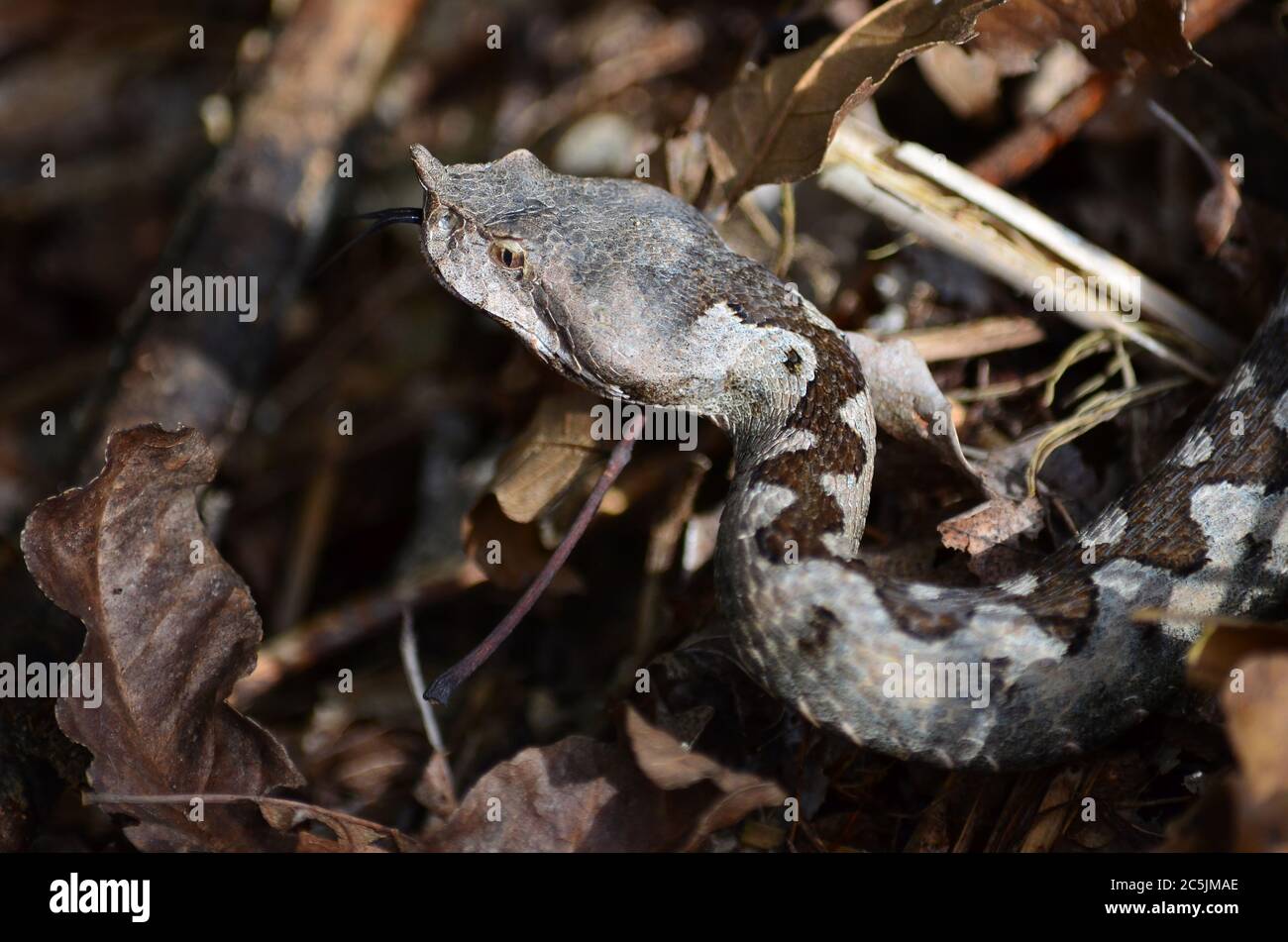Long nosed viper hi-res stock photography and images - Alamy
