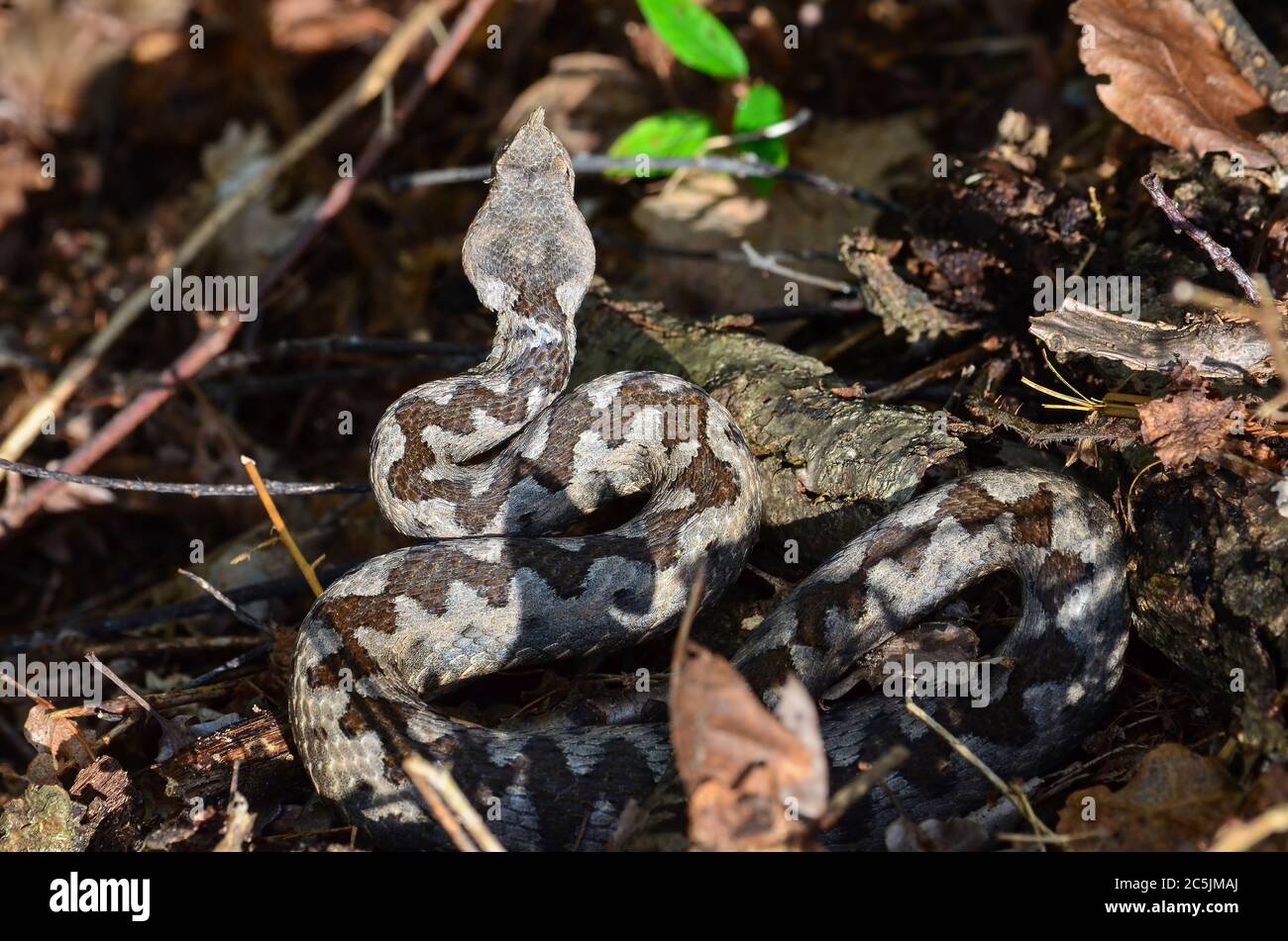 Vipera ammodytes or nose horned viper, the most dangerous European ...