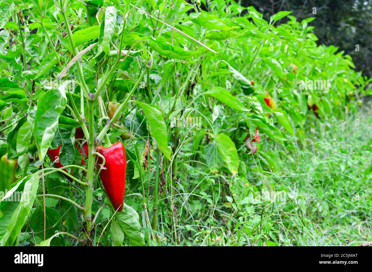 Red pepper plants in row growing in a garden Stock Photo - Alamy