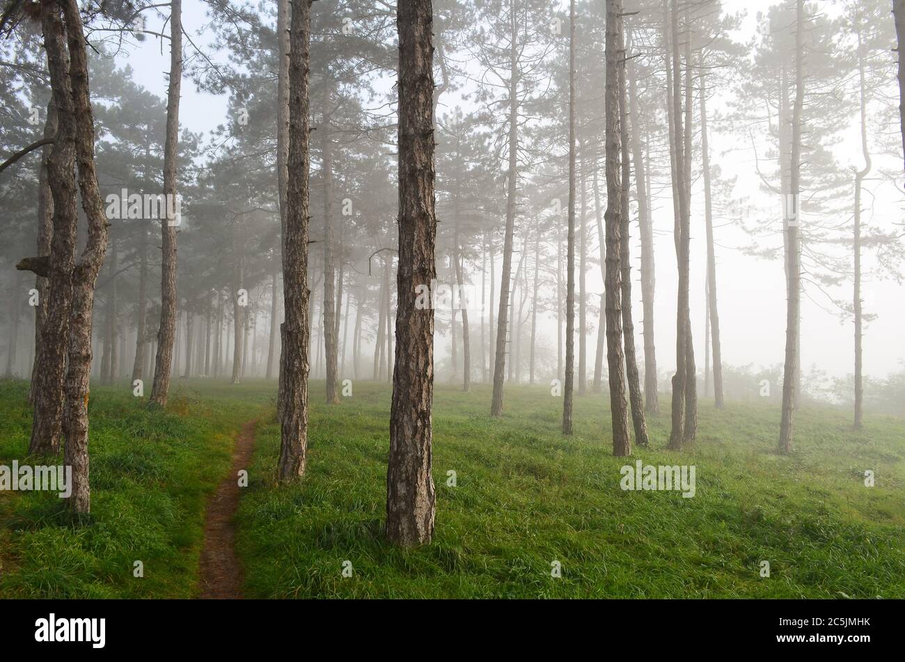 Narrow path in pine forest hi-res stock photography and images - Alamy