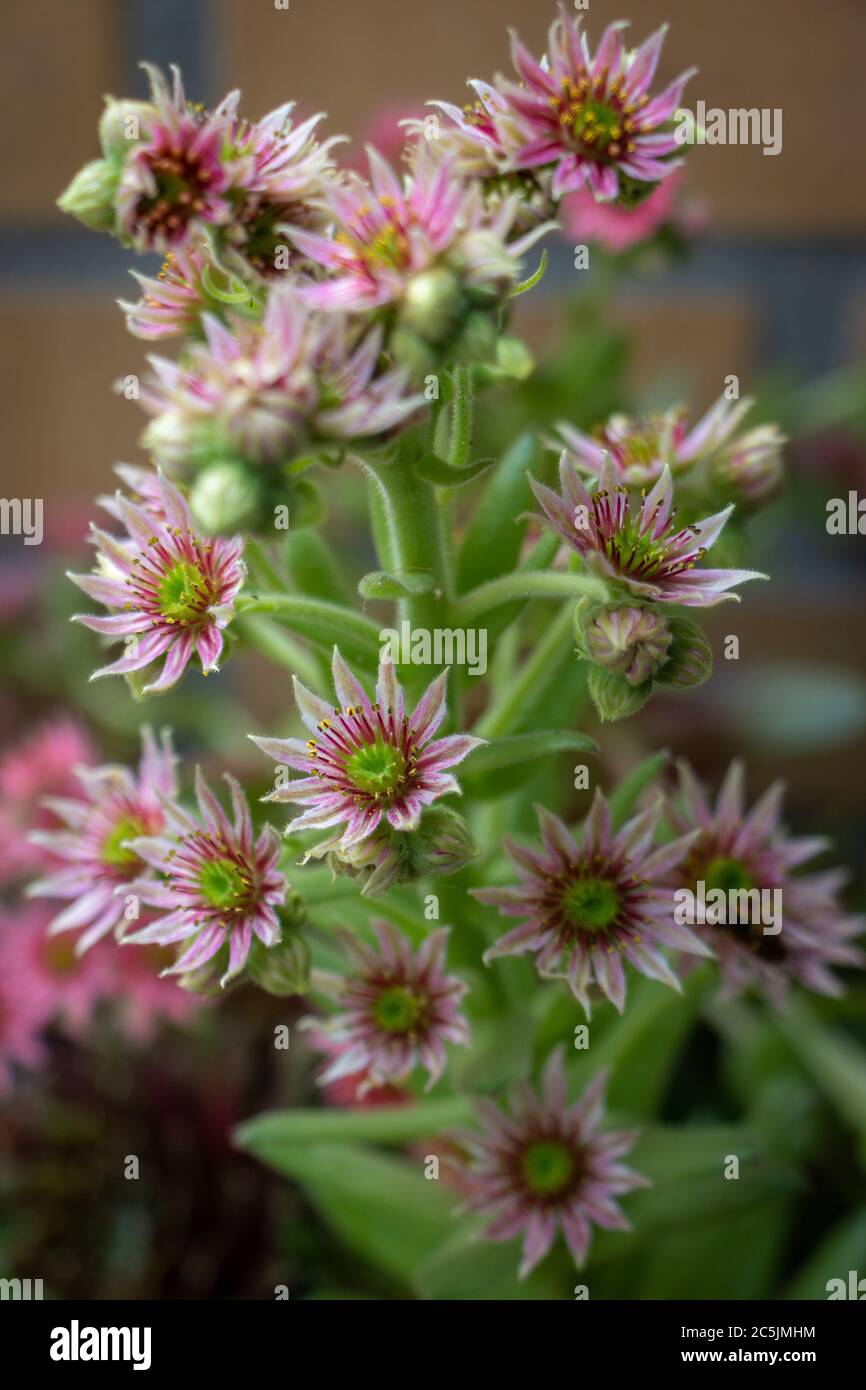 Sedum spathulifolium cape blanco hi-res stock photography and images ...