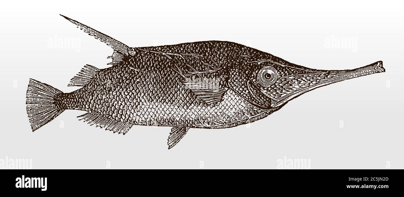 Snipe snout Stock Vector Images - Alamy