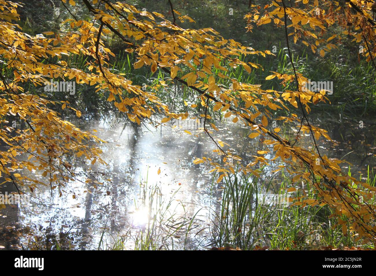 Autumn morning, tree branch over lake. Sunshine reflection in water ...