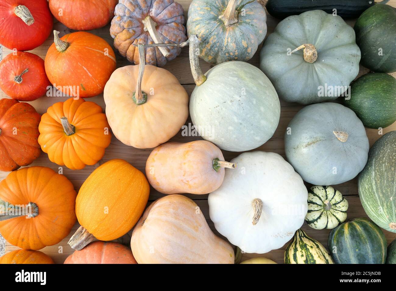 Colorful varieties of pumpkins and squashes. Color gradient composition ...