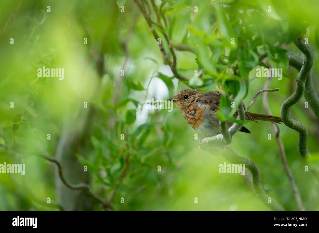 Garden birds 1st july hi-res stock photography and images - Alamy