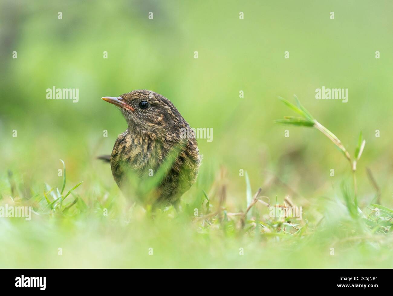 Garden birds 1st july hi-res stock photography and images - Alamy