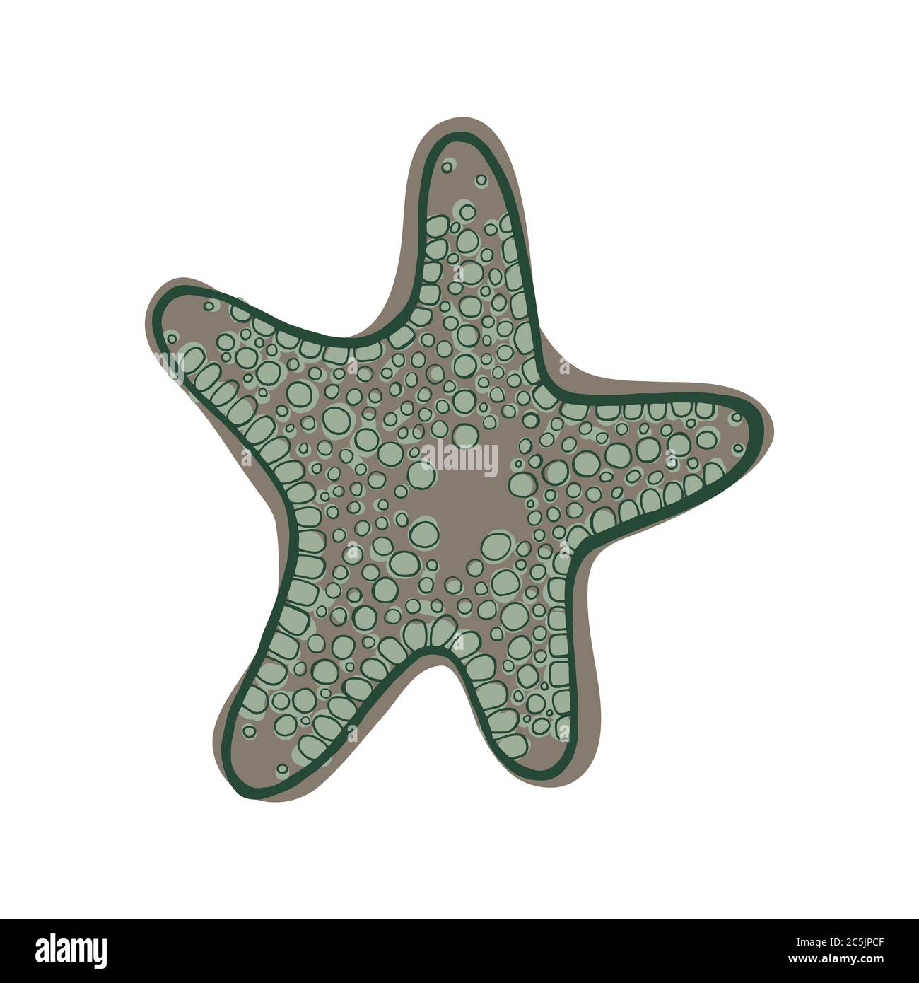 Gray star fish. Underwater animal. Vector illustration Stock Vector ...