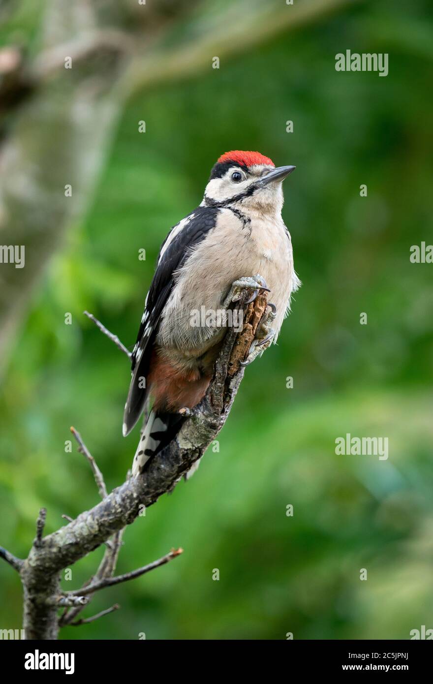 Garden birds 5th June Stock Photo - Alamy