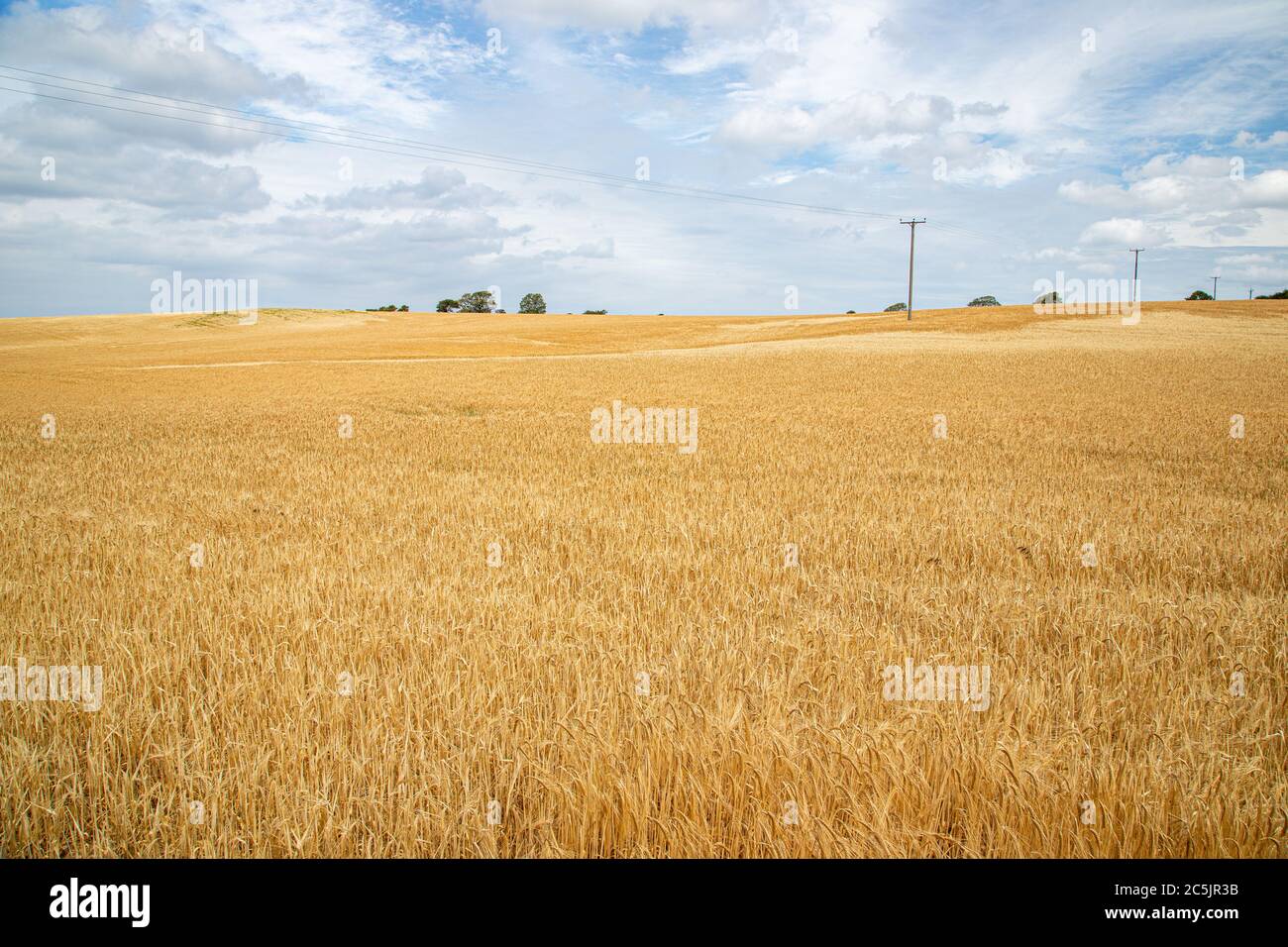 English barley field Stock Photo - Alamy