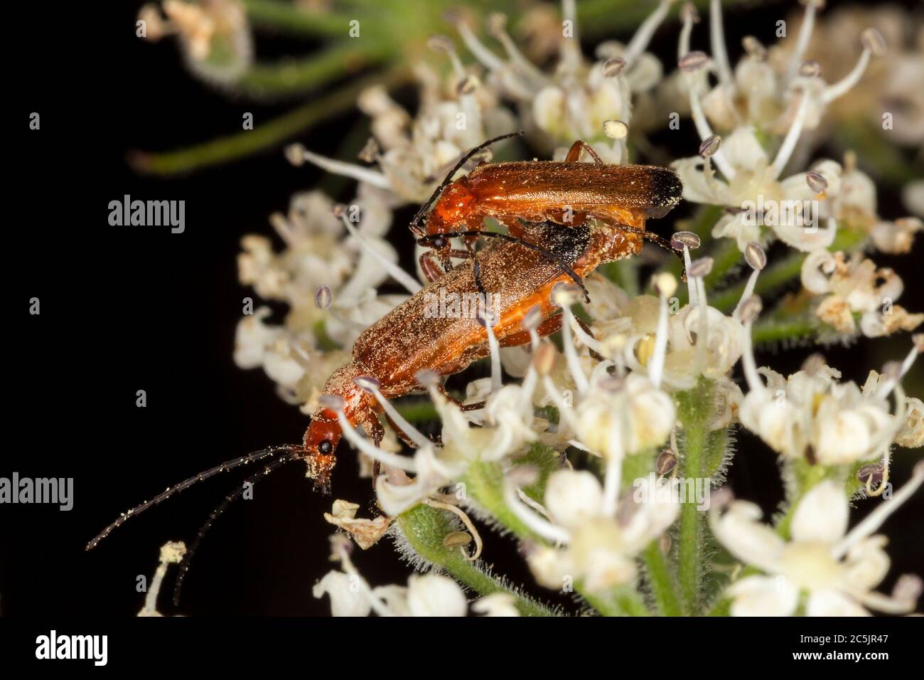 Cardinal beetle (pyrochroa coccinea) red headed insect which are mating ...
