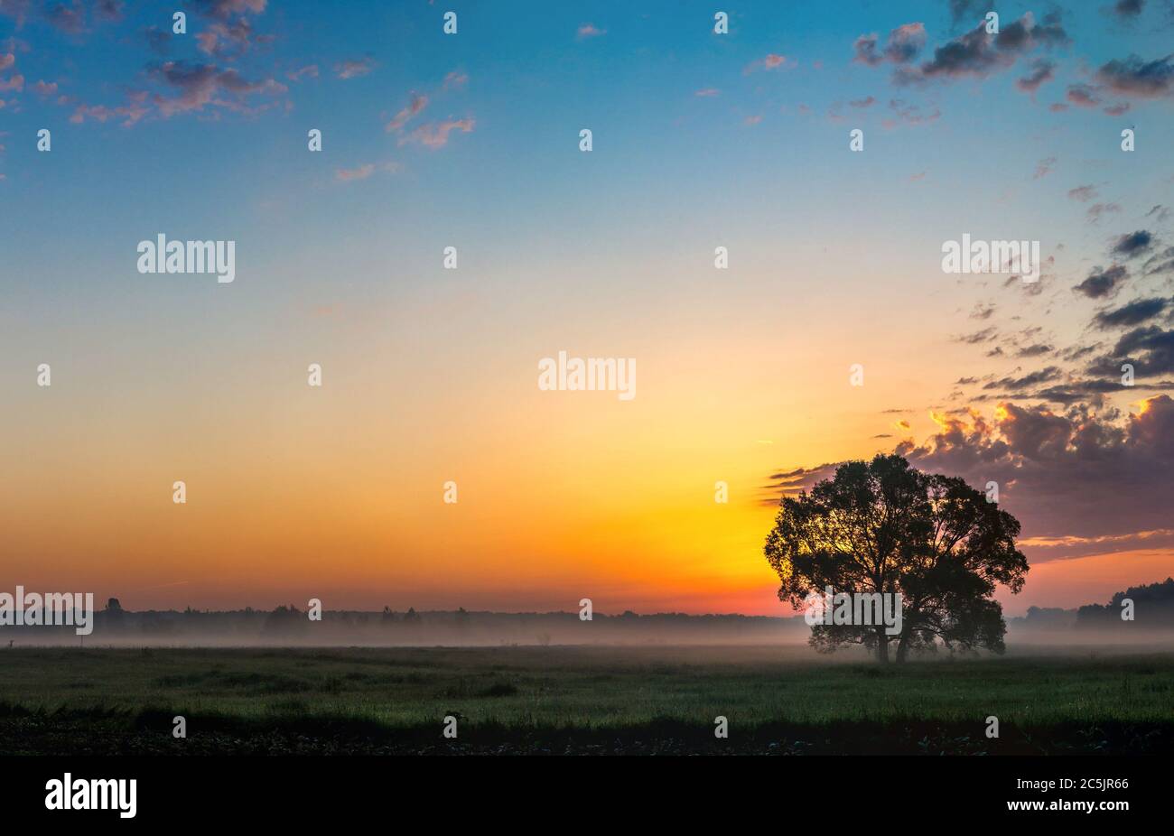 Beautiful sunrise over green field and single tree in a summer morning ...