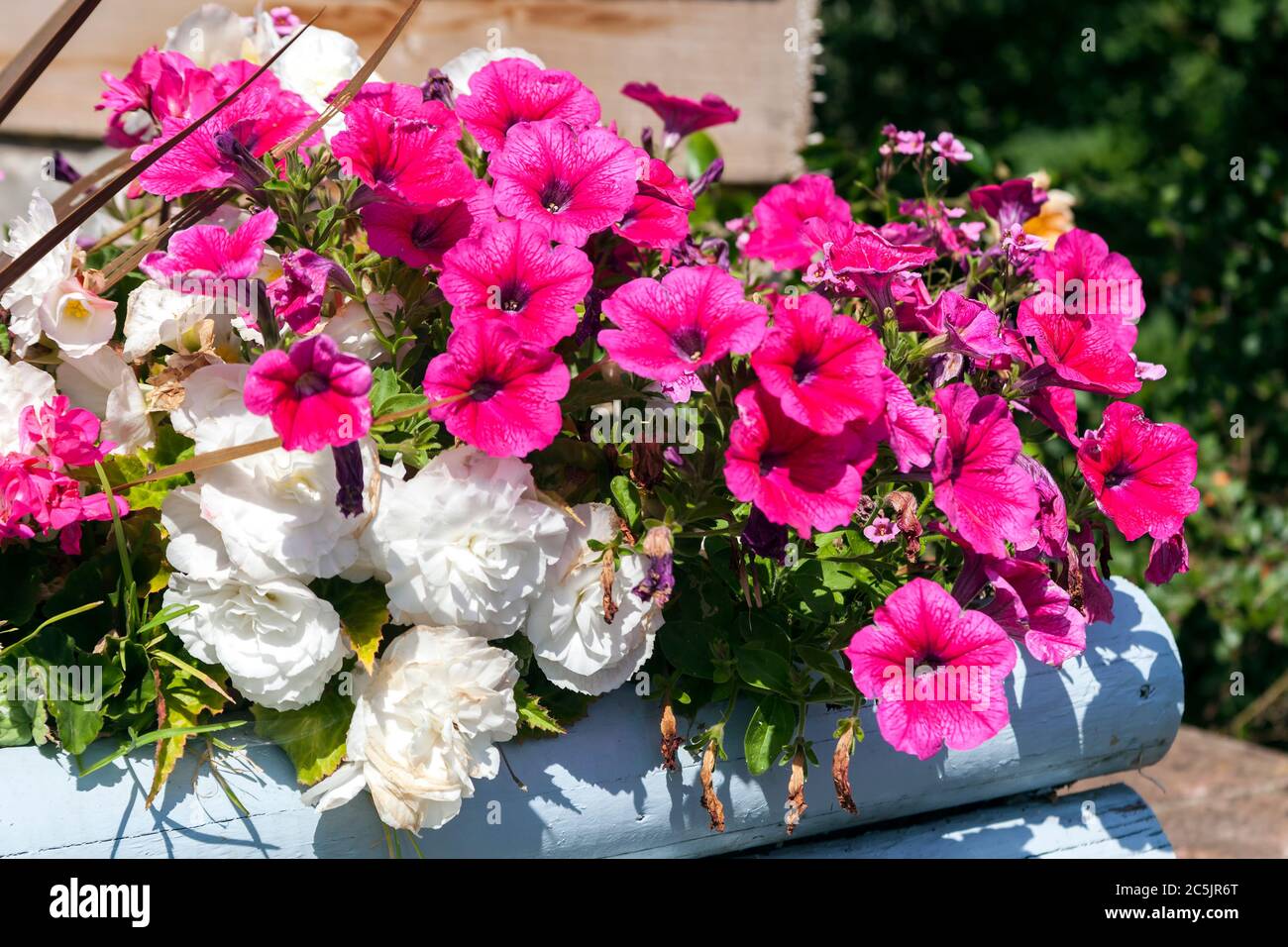 Petunia in box hi-res stock photography and images - Alamy
