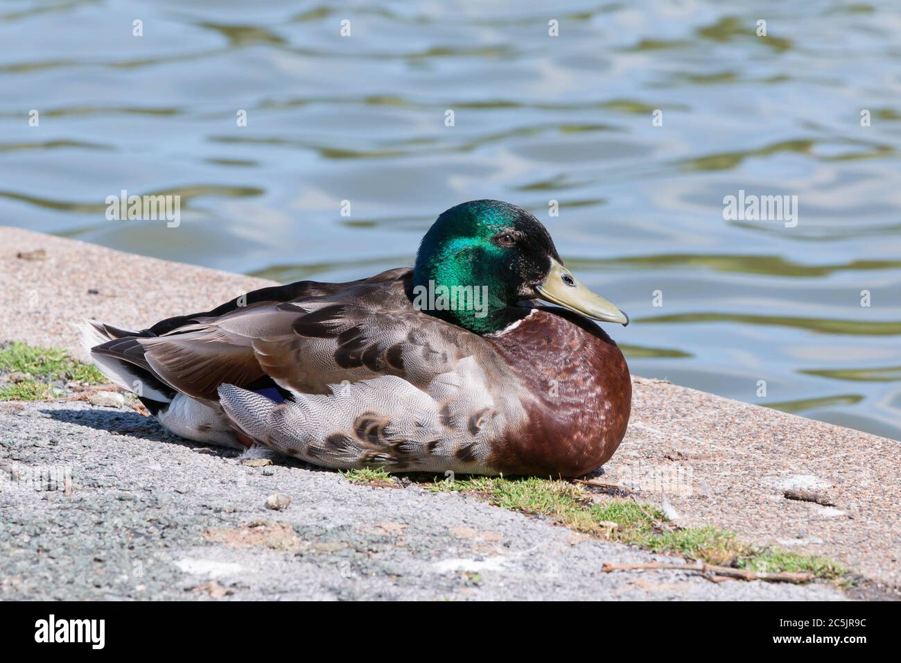 Resting mallard duck hi-res stock photography and images - Alamy