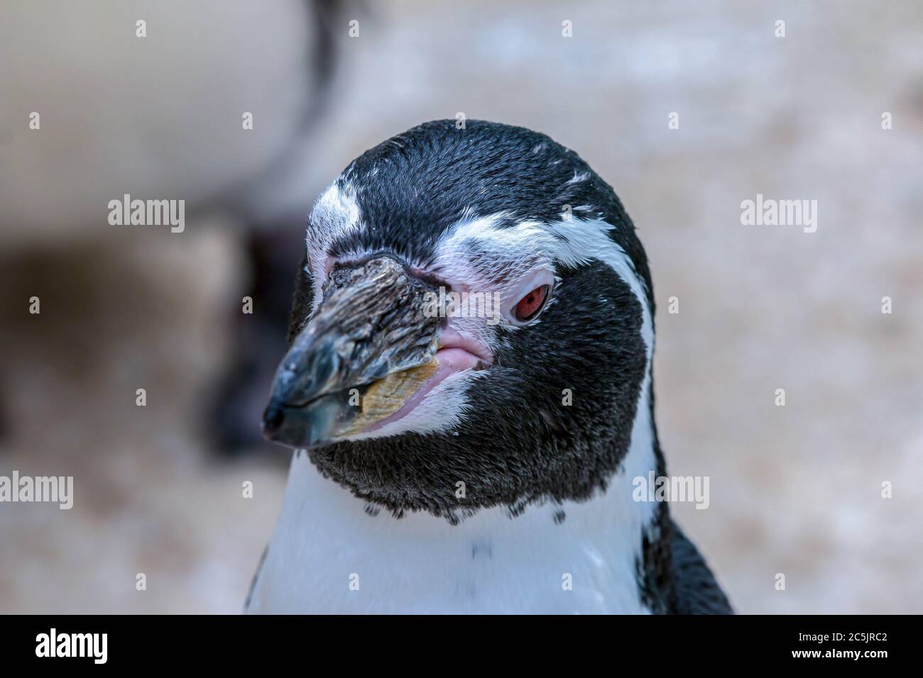 Close up bird white hi-res stock photography and images - Alamy