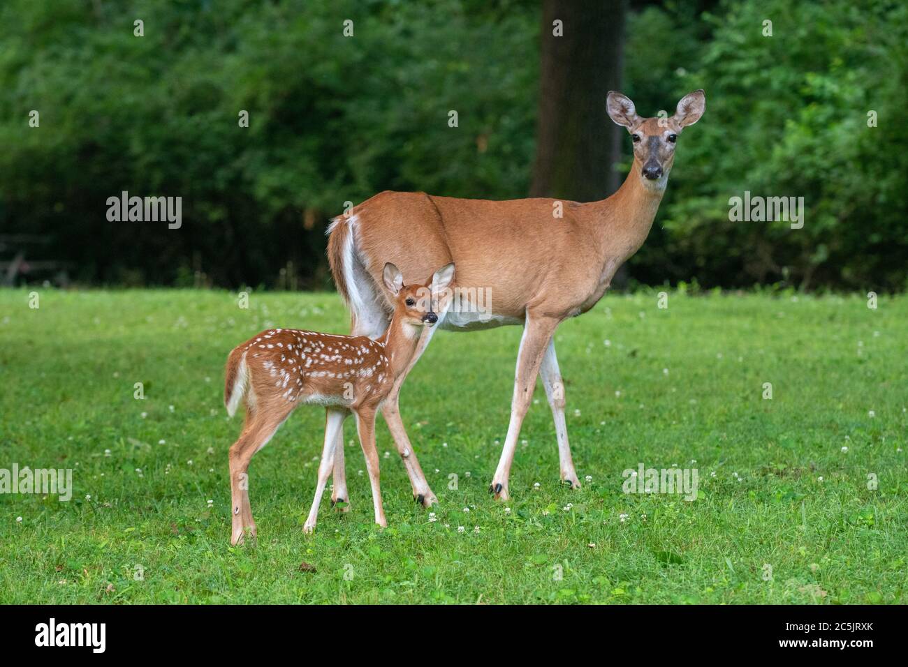 White Tailed Deer Doe And Fawn