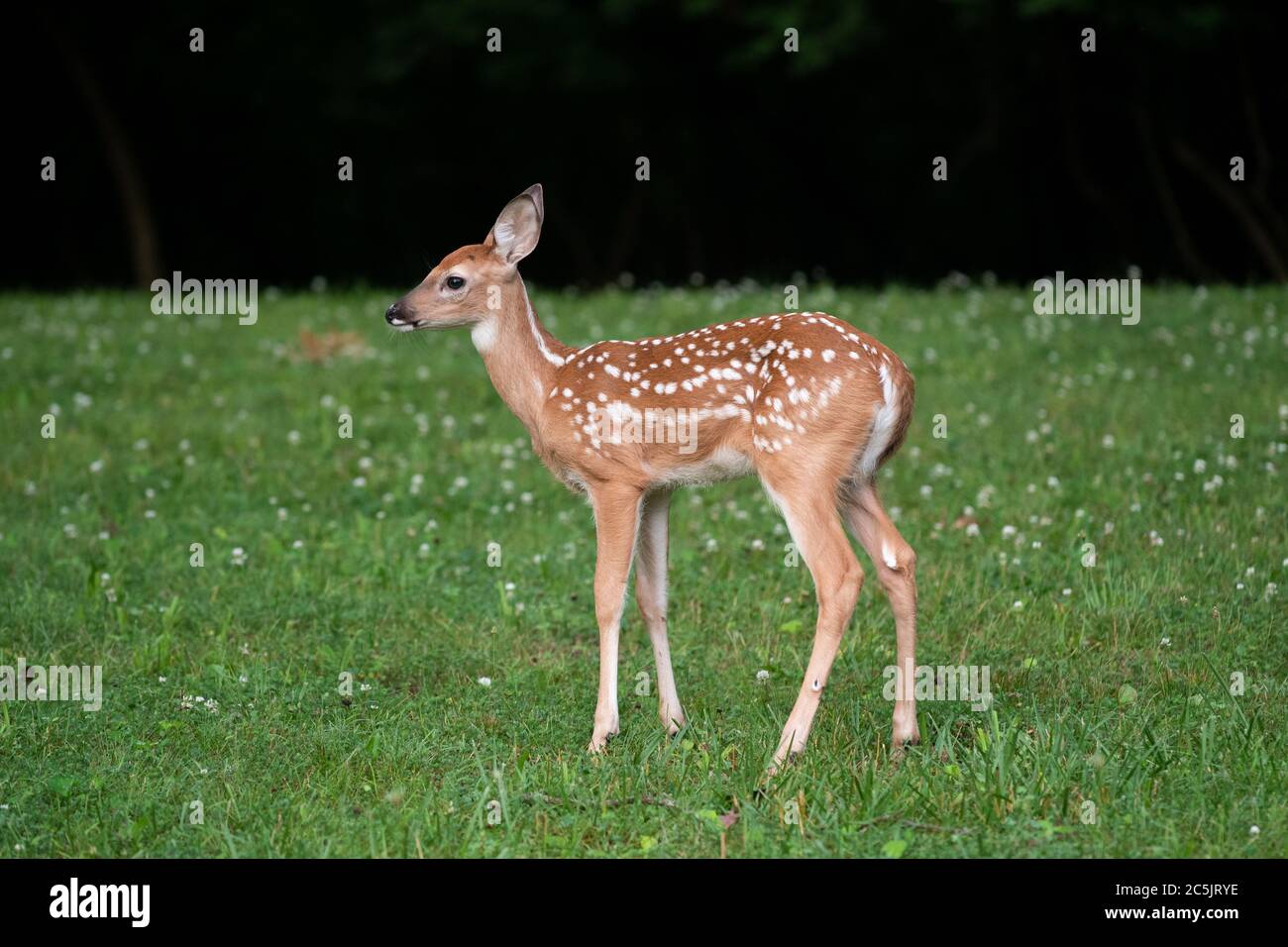 Newborn whitetail deer fawn hi-res stock photography and images - Alamy