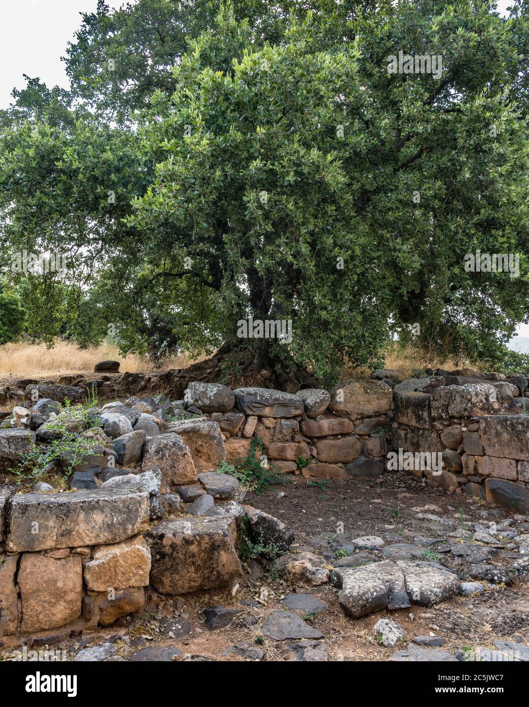 Tel dan nature reserve israel hi-res stock photography and images - Alamy