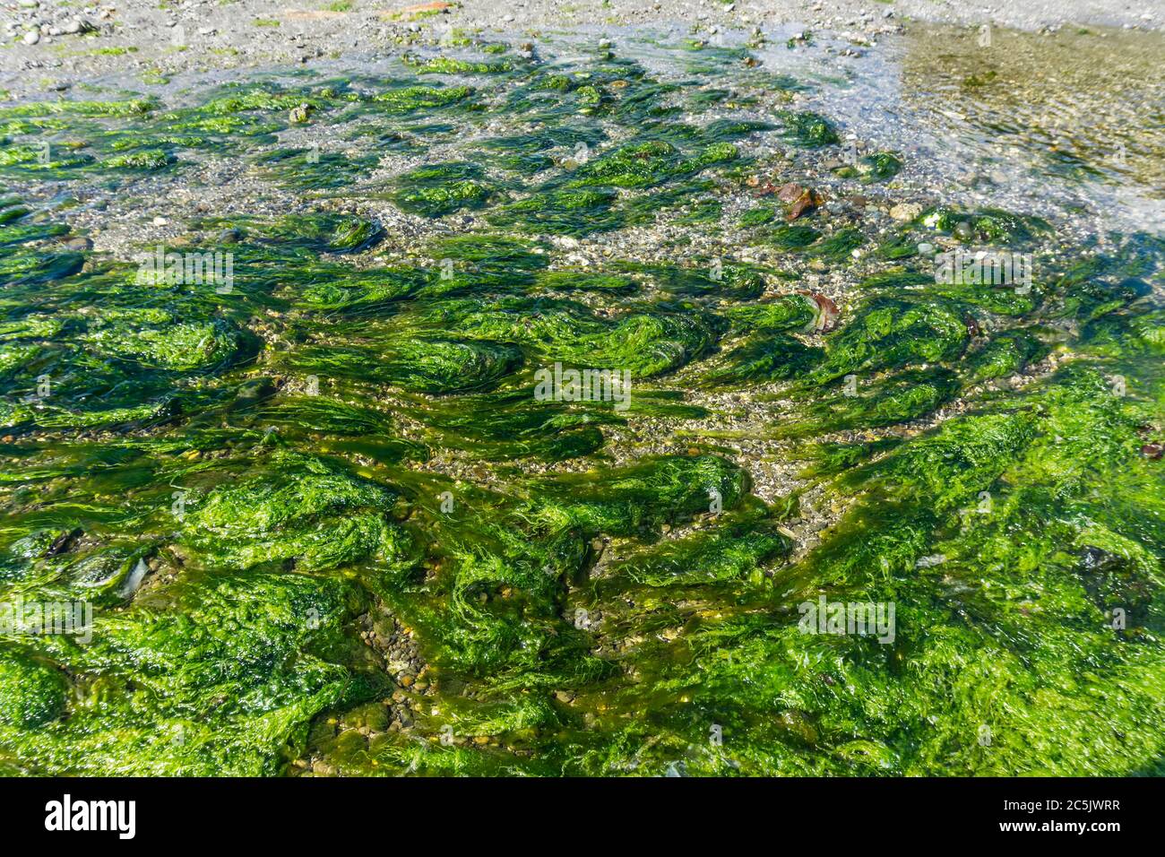 Seaweed in a tide pool in the Pacific Northwest Stock Photo - Alamy
