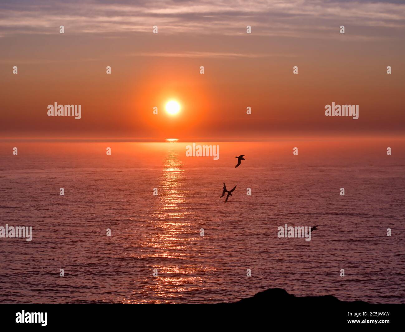 Reflection of birds hi-res stock photography and images - Alamy