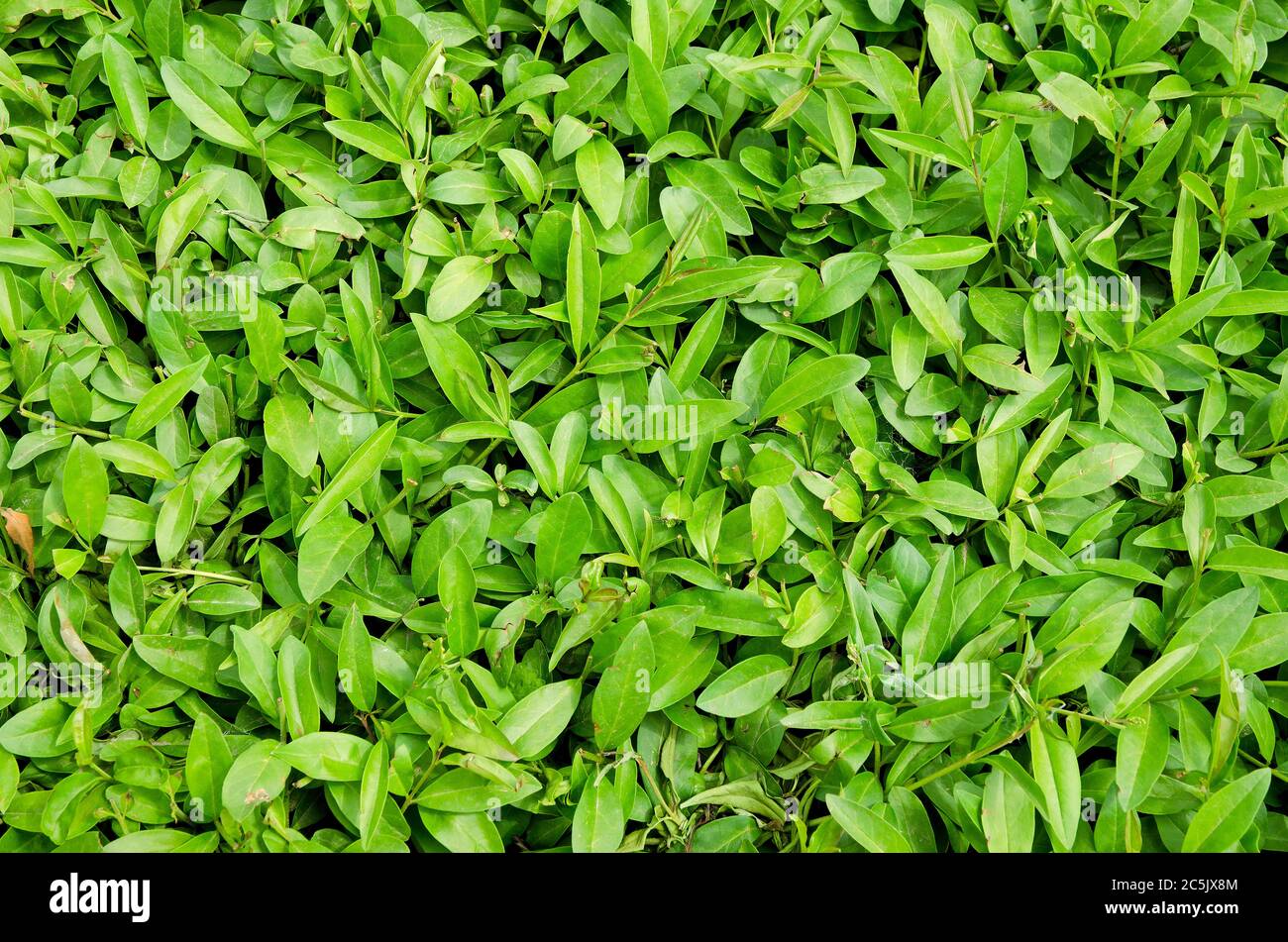 Scrub plant life hi-res stock photography and images - Alamy