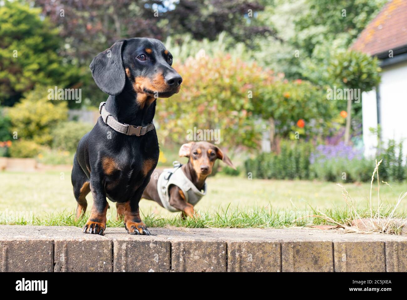 Miniature Dachshund Compared To Standard