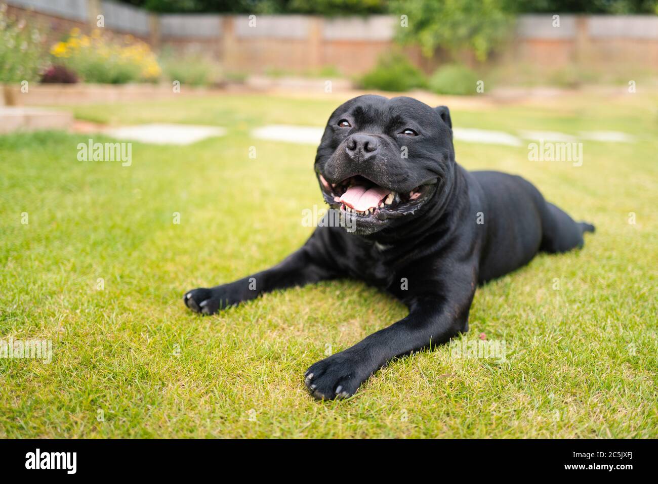 Muscular staffy hi-res stock photography and images - Alamy