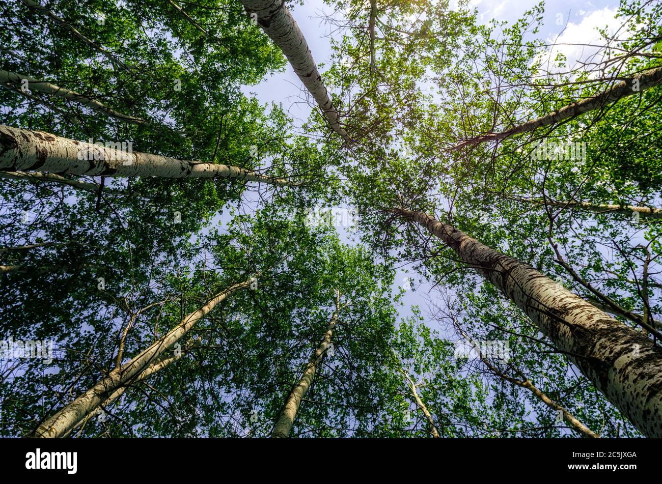 bottom view of tall trees in the forest against the sky and clouds ...