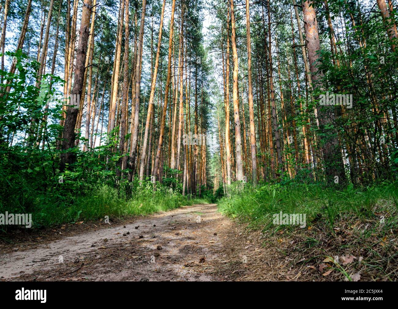 Branches tall trees without hi-res stock photography and images - Alamy