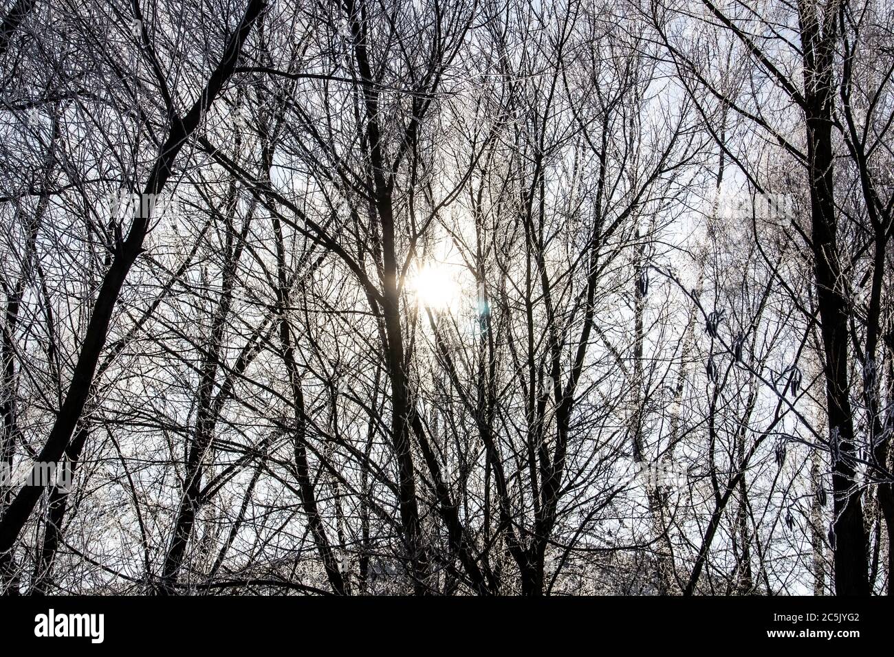 a Luminous sun make a light through tree branches. God light. Winter ...