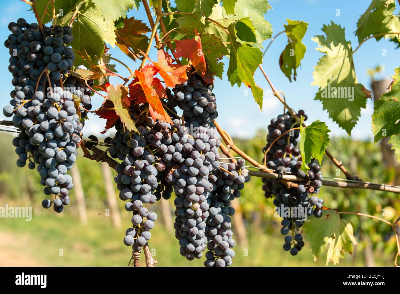 Die Trauben sind reif und saftig und können geerntet werden. Es gibt ...