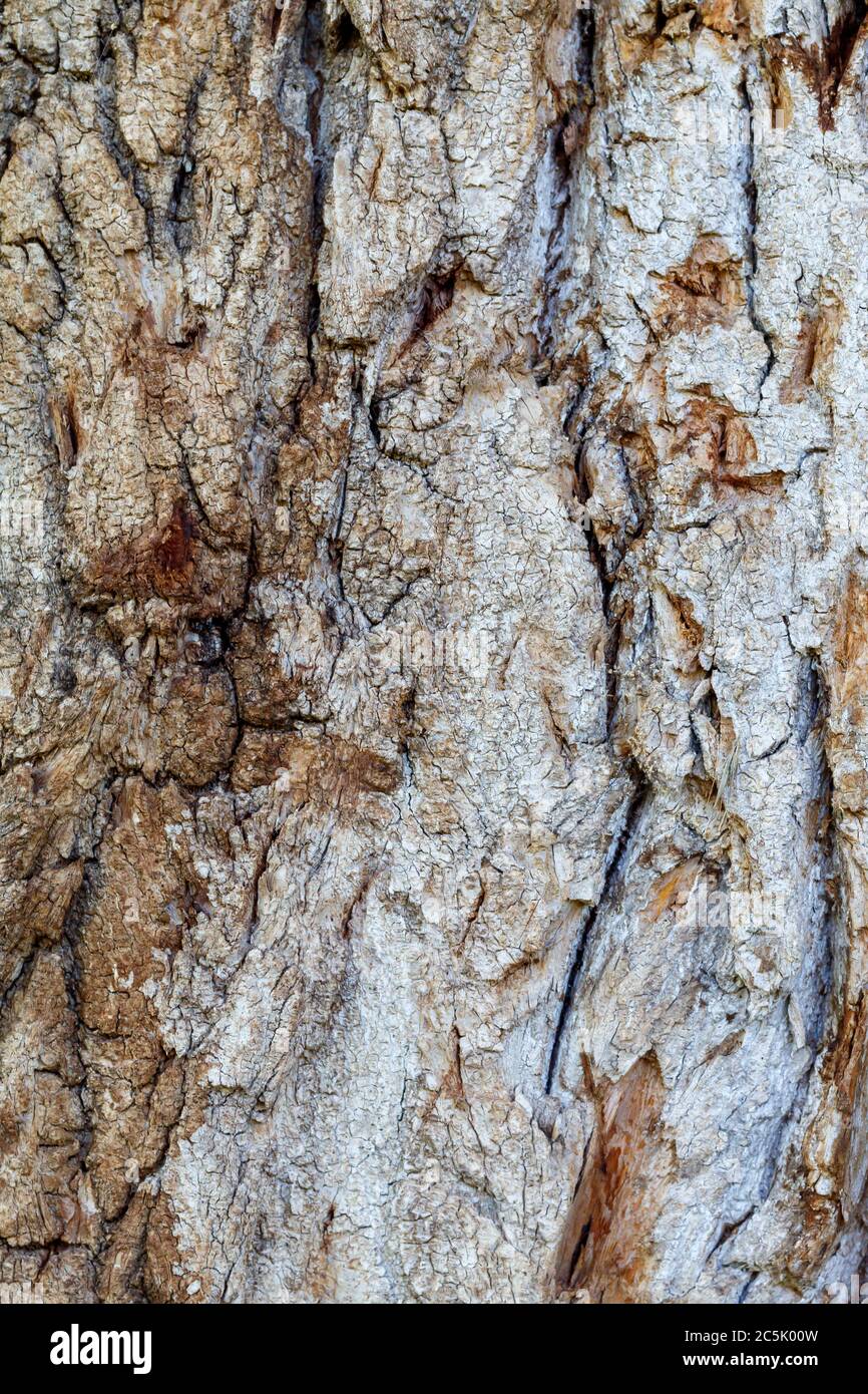 Tree Bark Texture Useful For Background and Overlays Stock Photo - Alamy