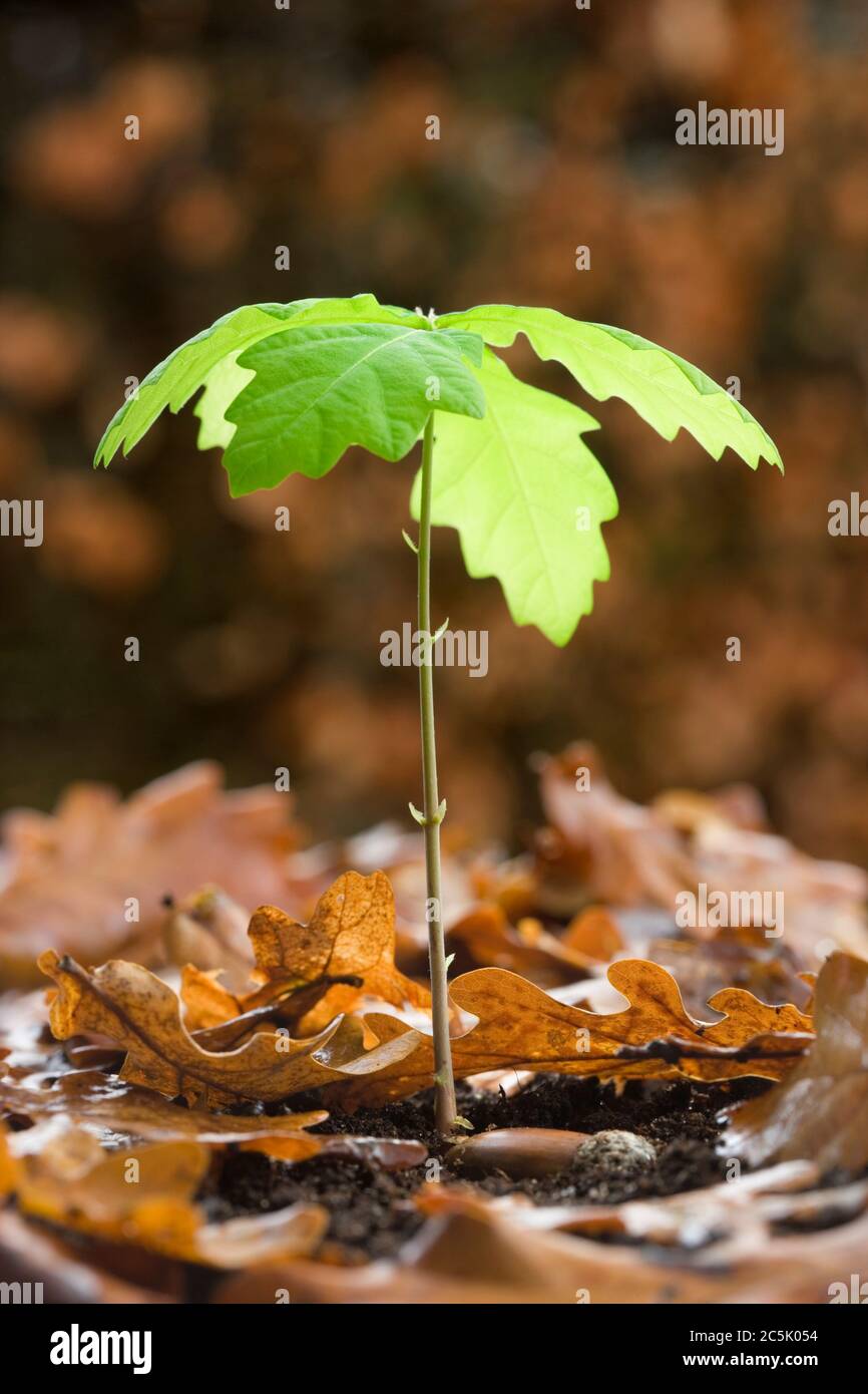 Oak germinating from acorn Stock Photo - Alamy