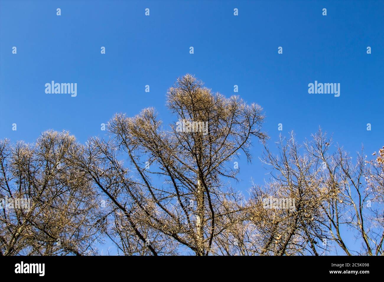 A tree branches against the blue sky. Background. A blue sky with a ...