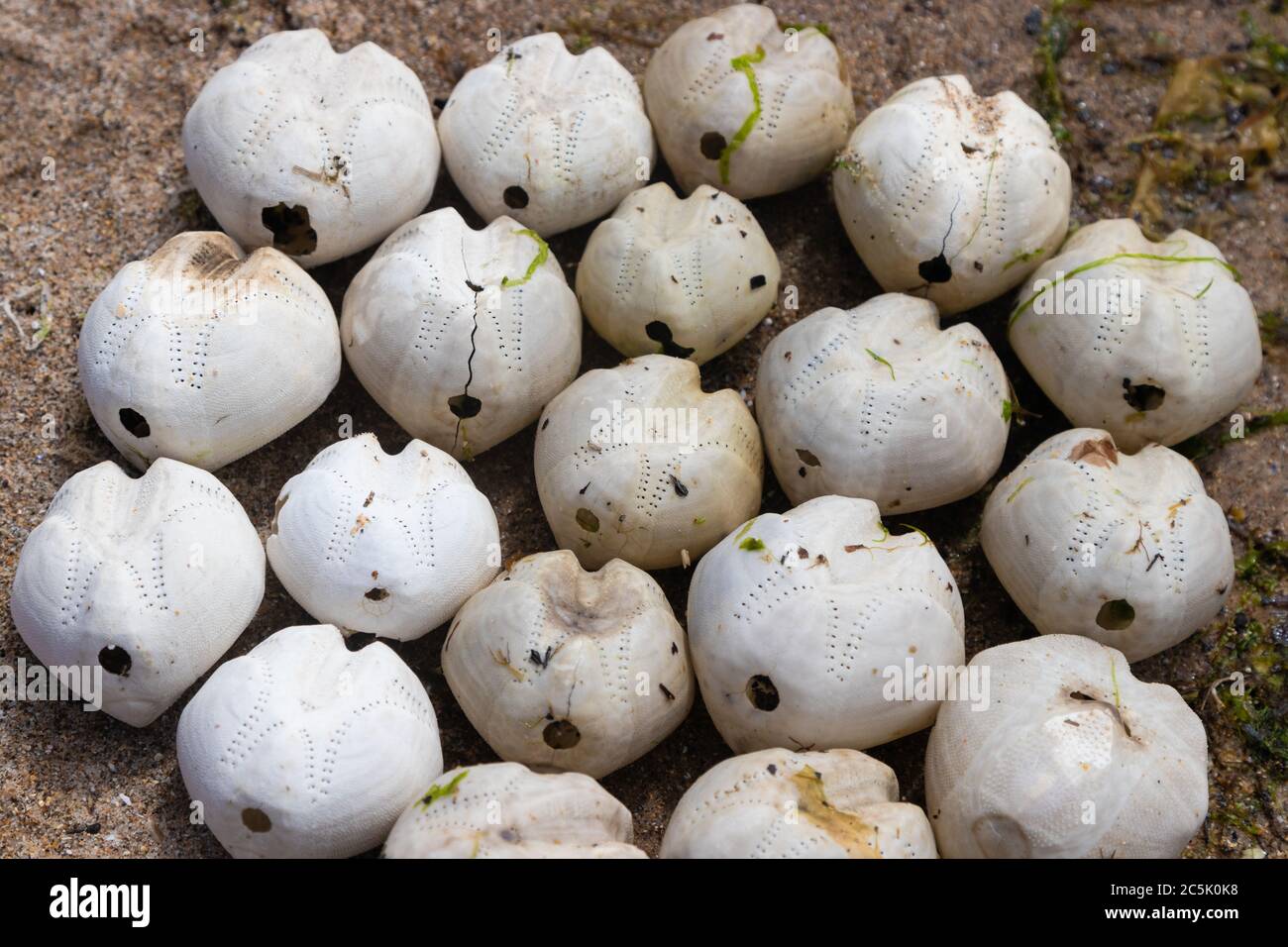 A collection of sea urchin shells from the sea potato ,Echinocardium ...