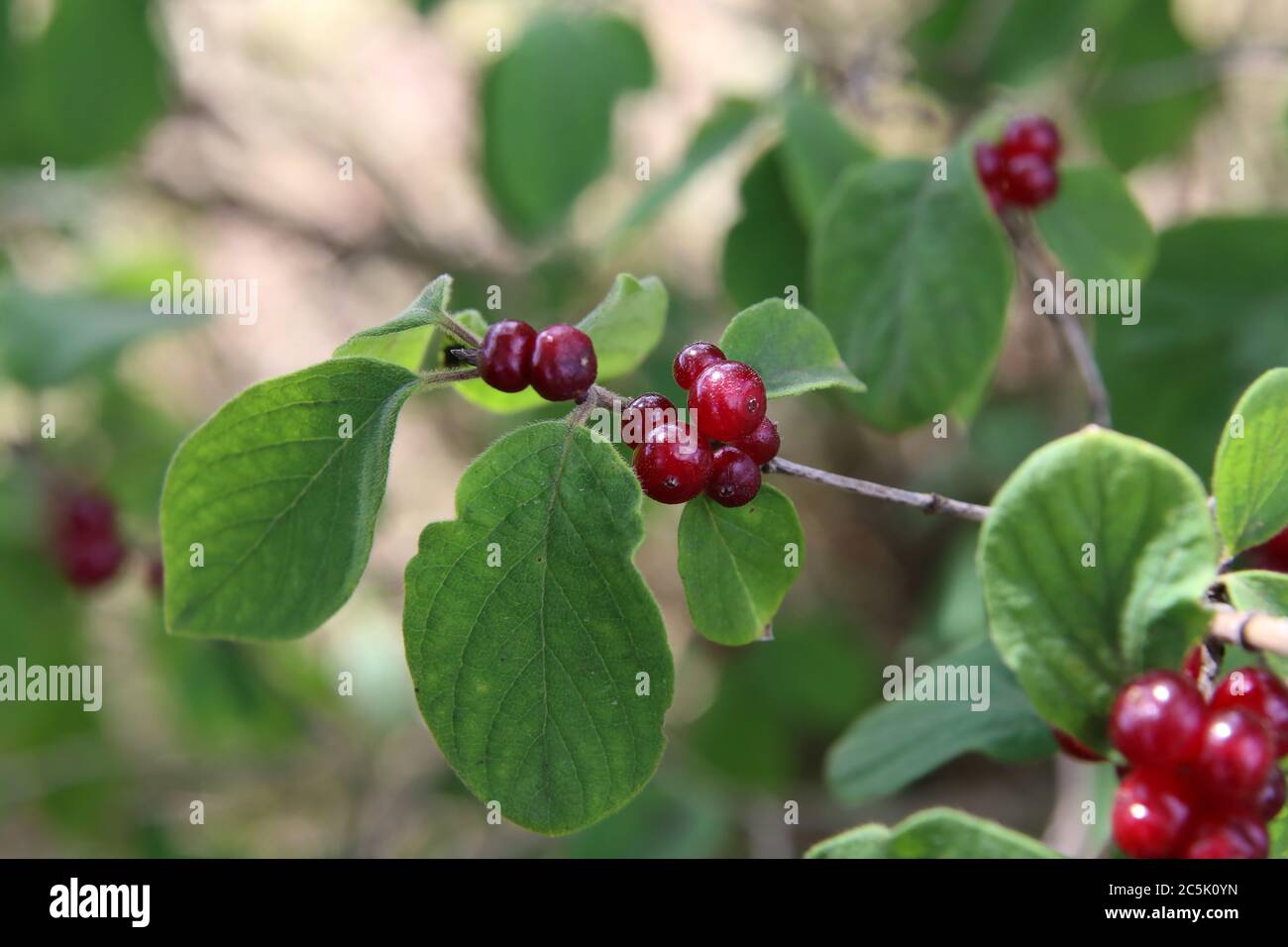 Beautiful poisonous wolf berries photographed on a background of green ...