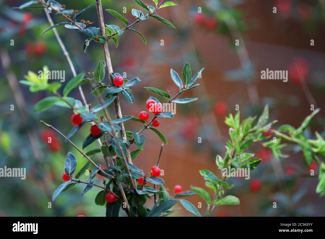 Beautiful poisonous wolf berries photographed on a background of green ...