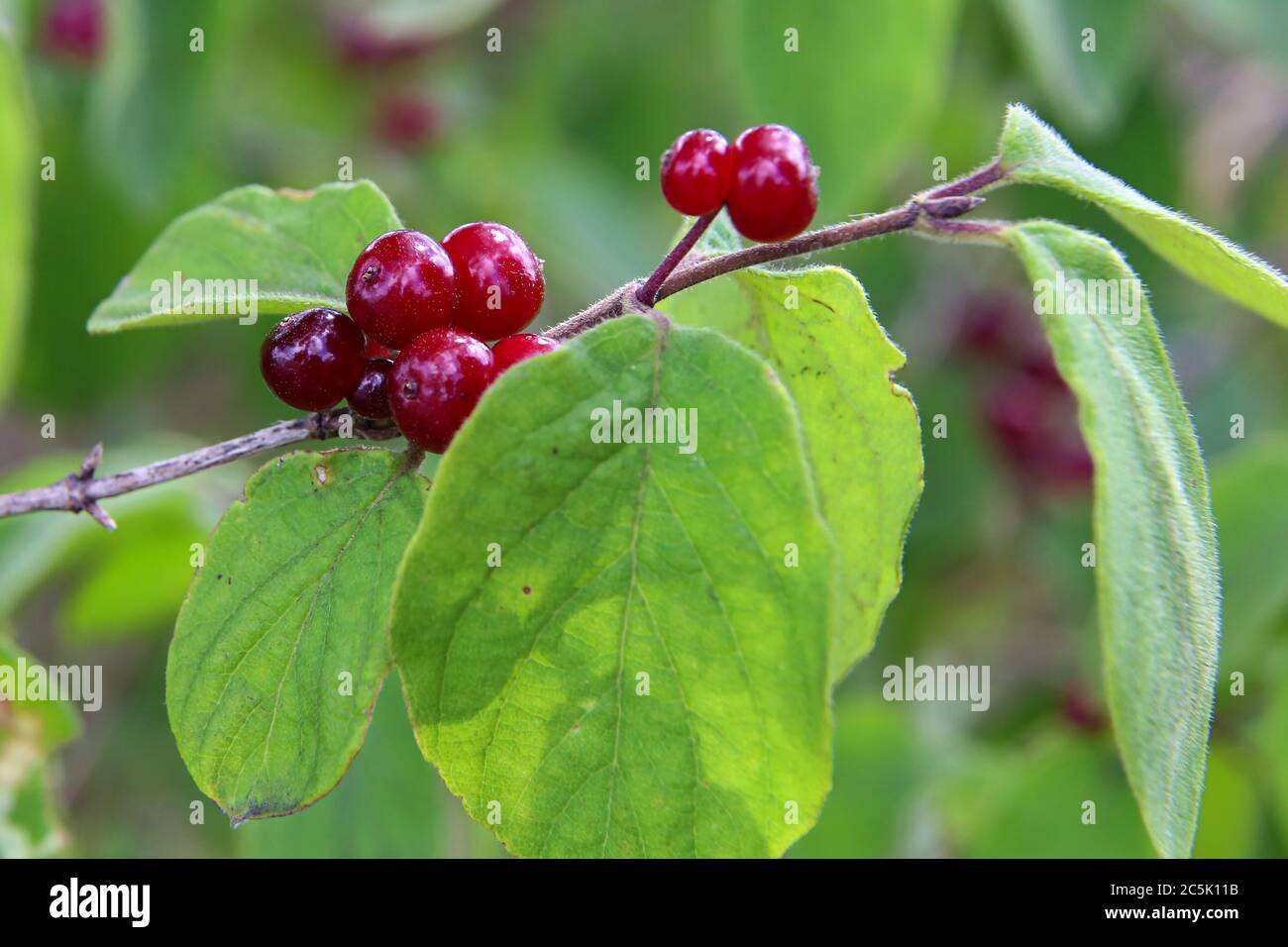 Beautiful poisonous wolf berries photographed on a background of green ...