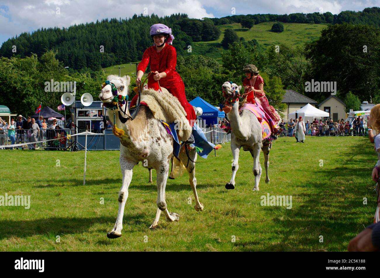 Camel Racing Bala County Show Stock Photo - Alamy
