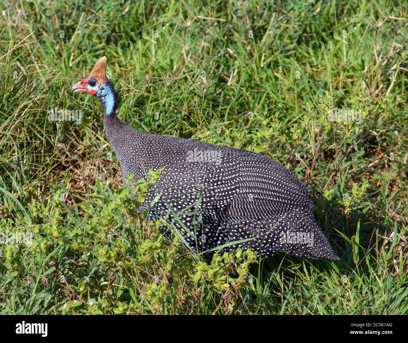 Bush fowl hi-res stock photography and images - Alamy