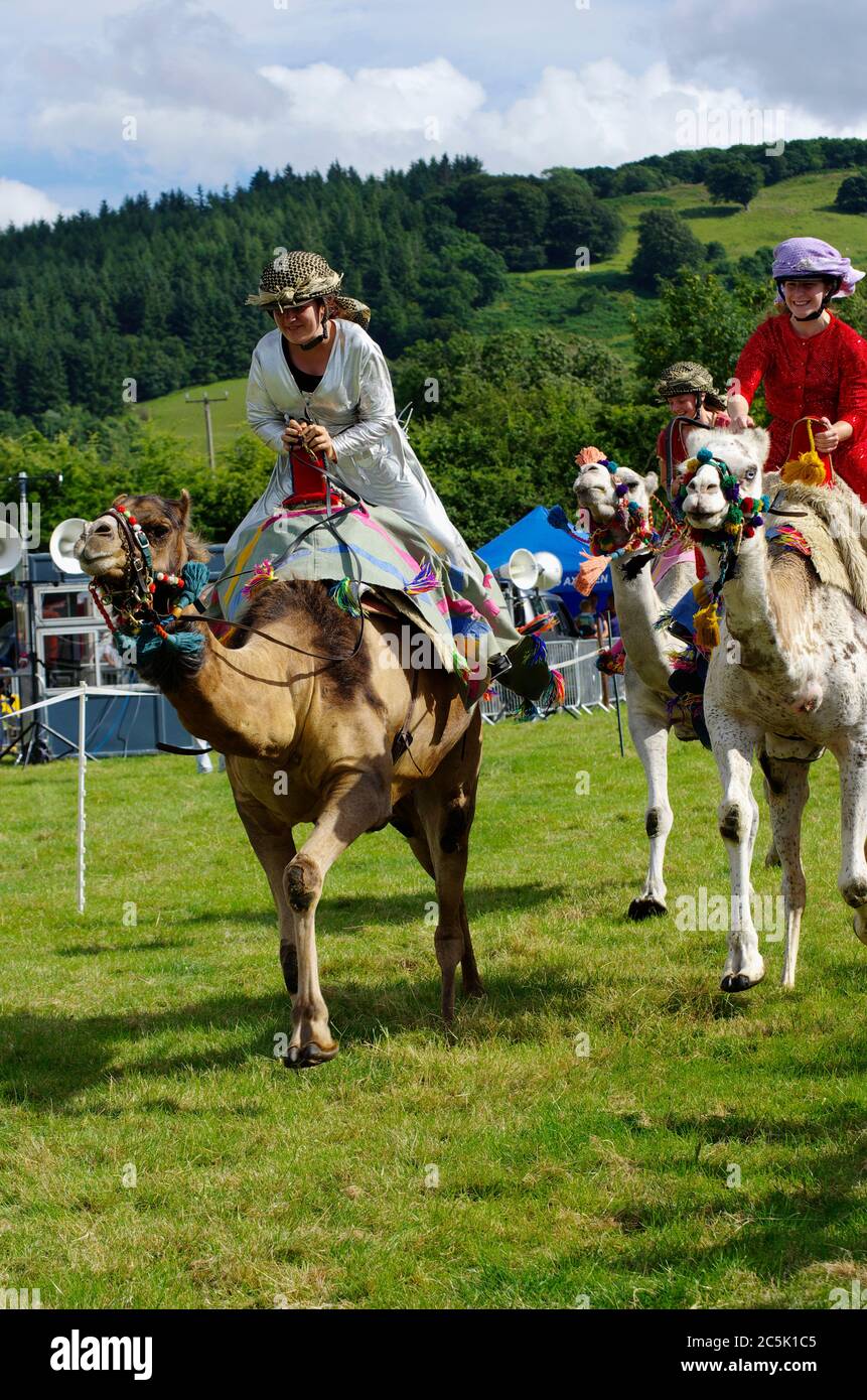 Camel Racing Bala County Show Stock Photo - Alamy