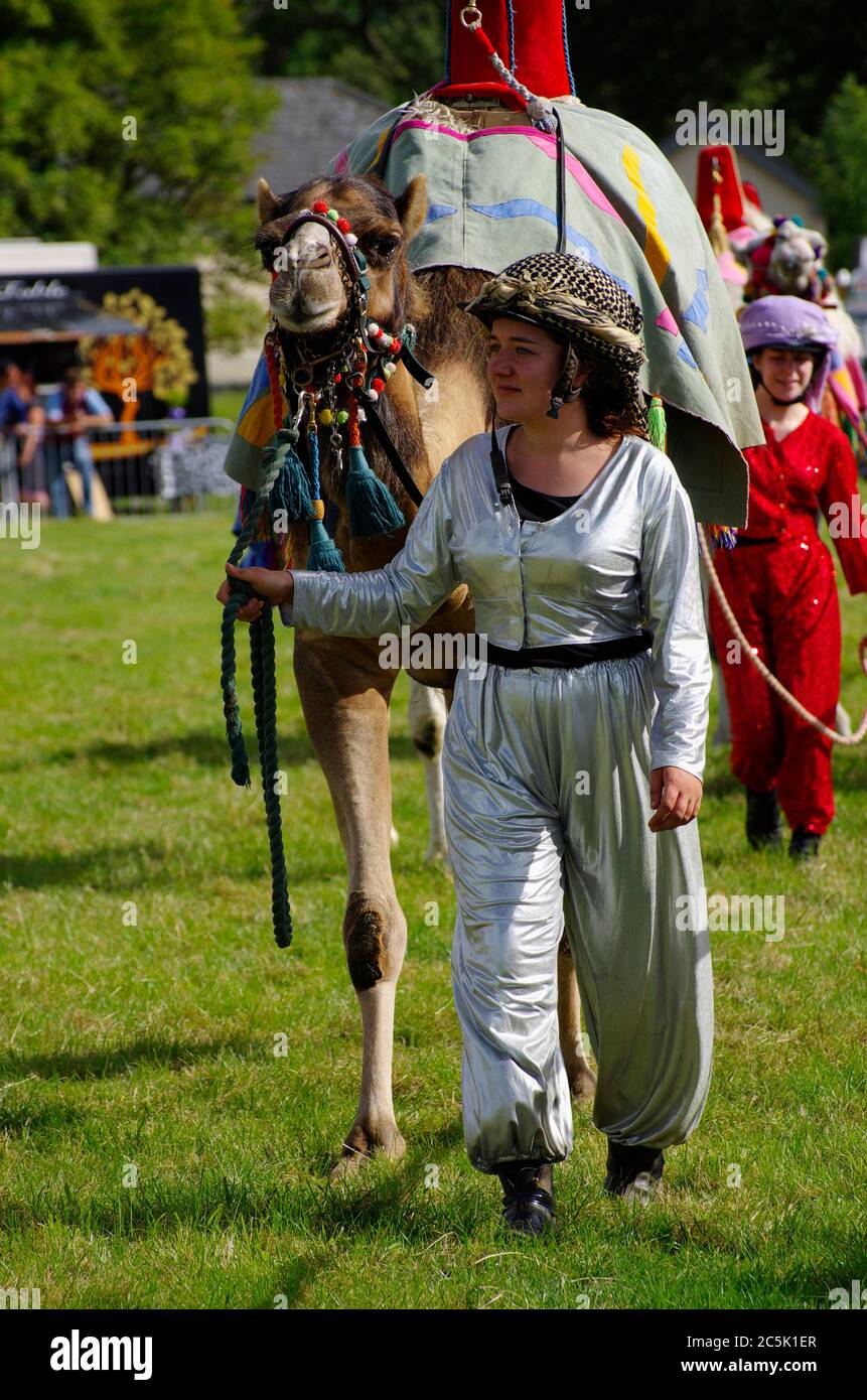 Camel Racing Bala County Show Stock Photo - Alamy