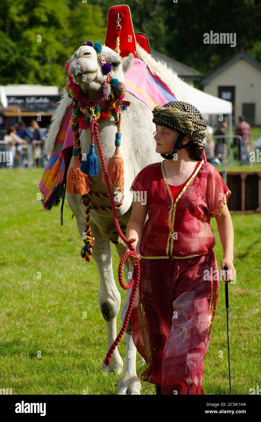 Camel Racing Bala County Show Stock Photo - Alamy