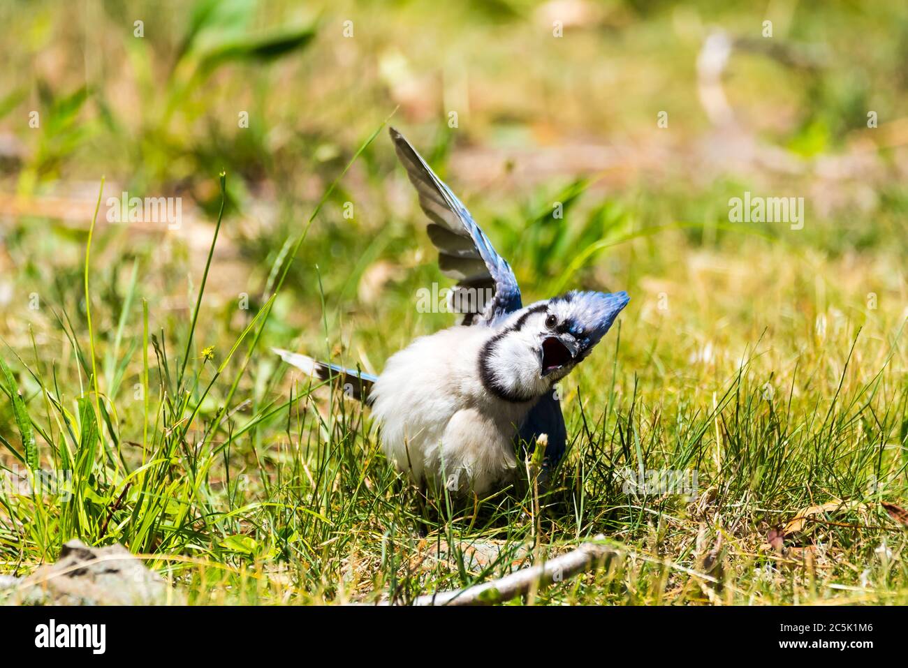 A very excited Blue Jay, leaning to one side and screeching while he ...