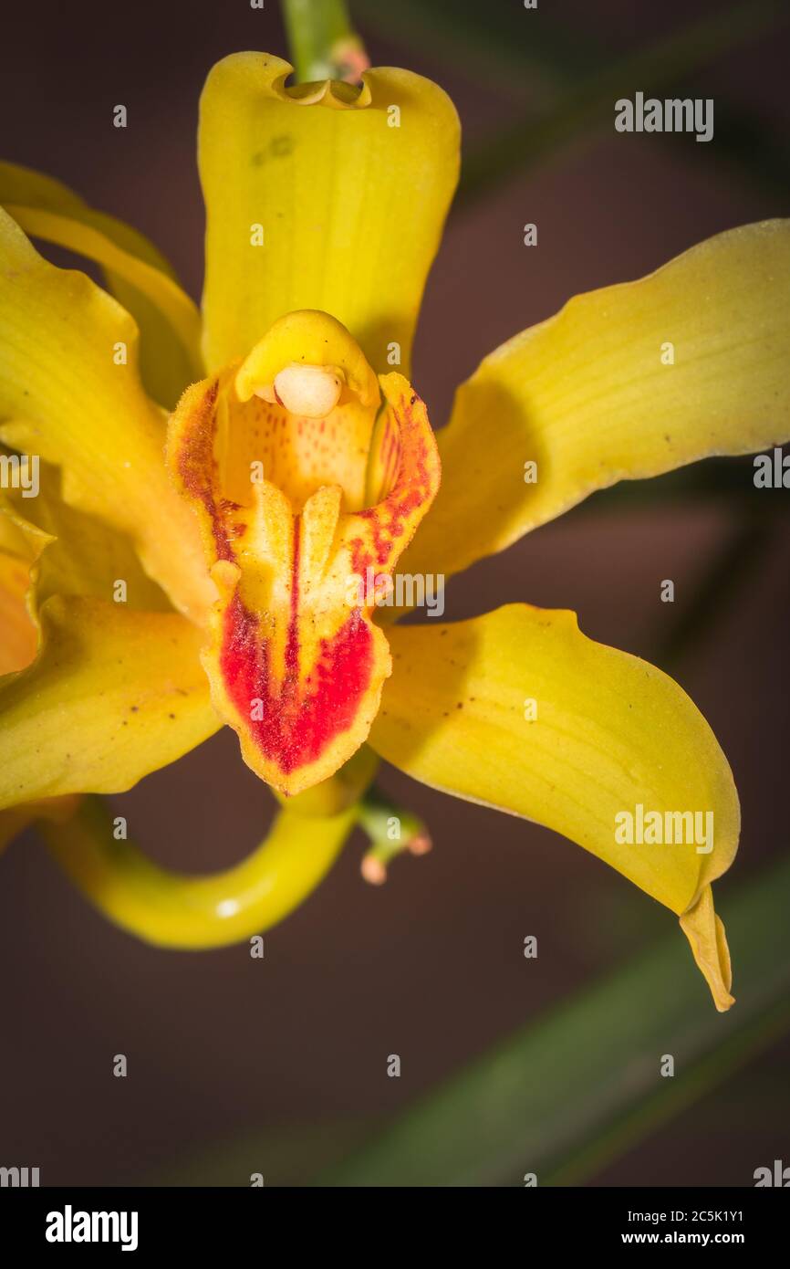 Yellow Cymbidium Orchids in the Orchid Garden Stock Photo - Alamy
