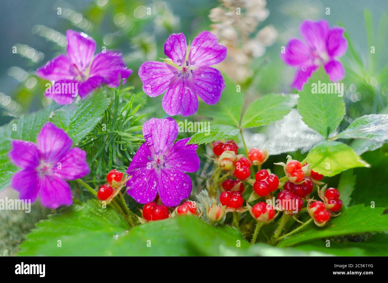 Sweet red berries and ripe stone fruit blackberries in summer nature on ...