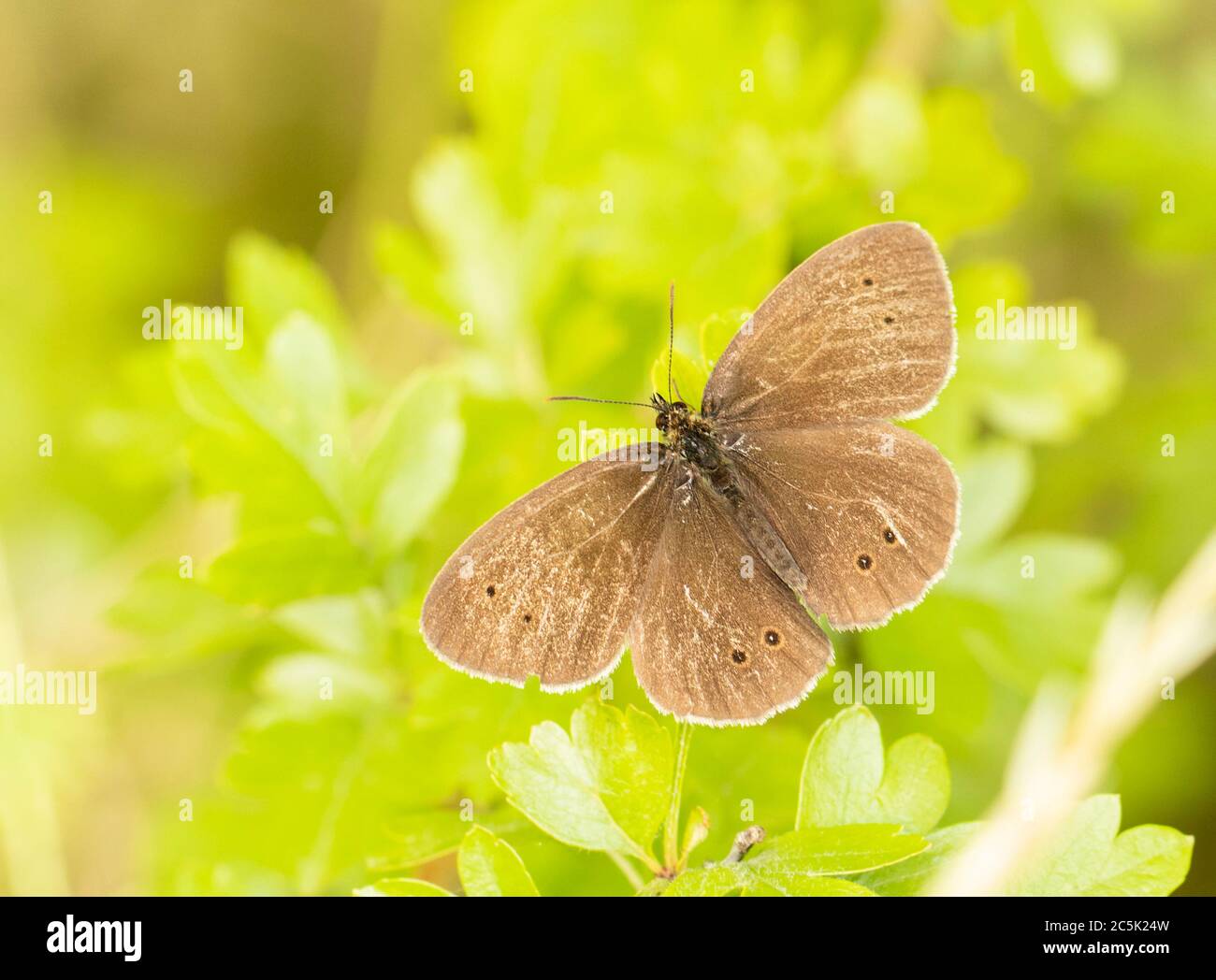 Ringlet Butterfly, Aphantopus hyperantus, perched on a leaf in the ...