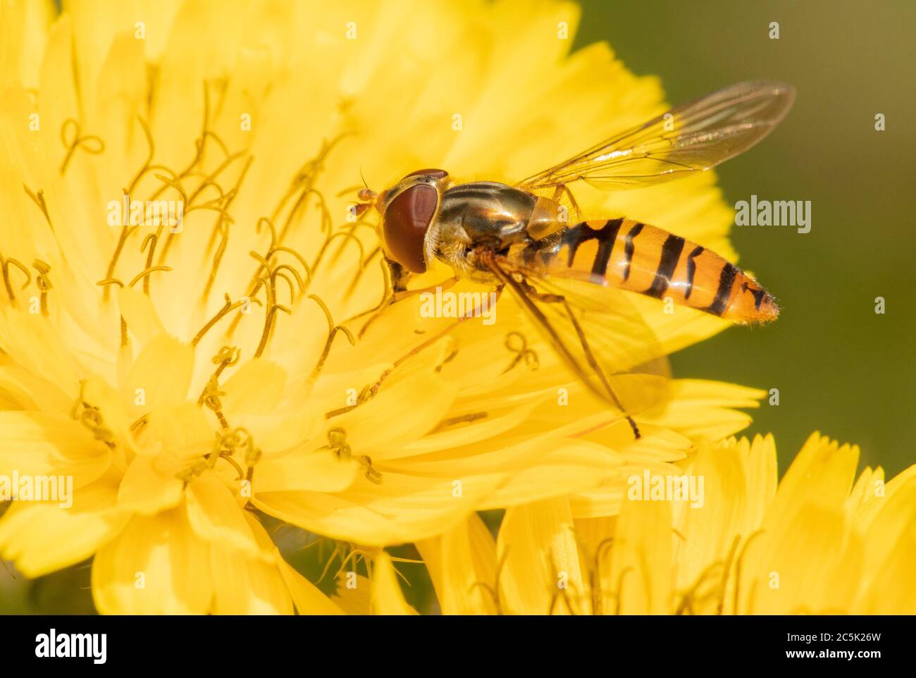 Insect with red eyes hi-res stock photography and images - Alamy