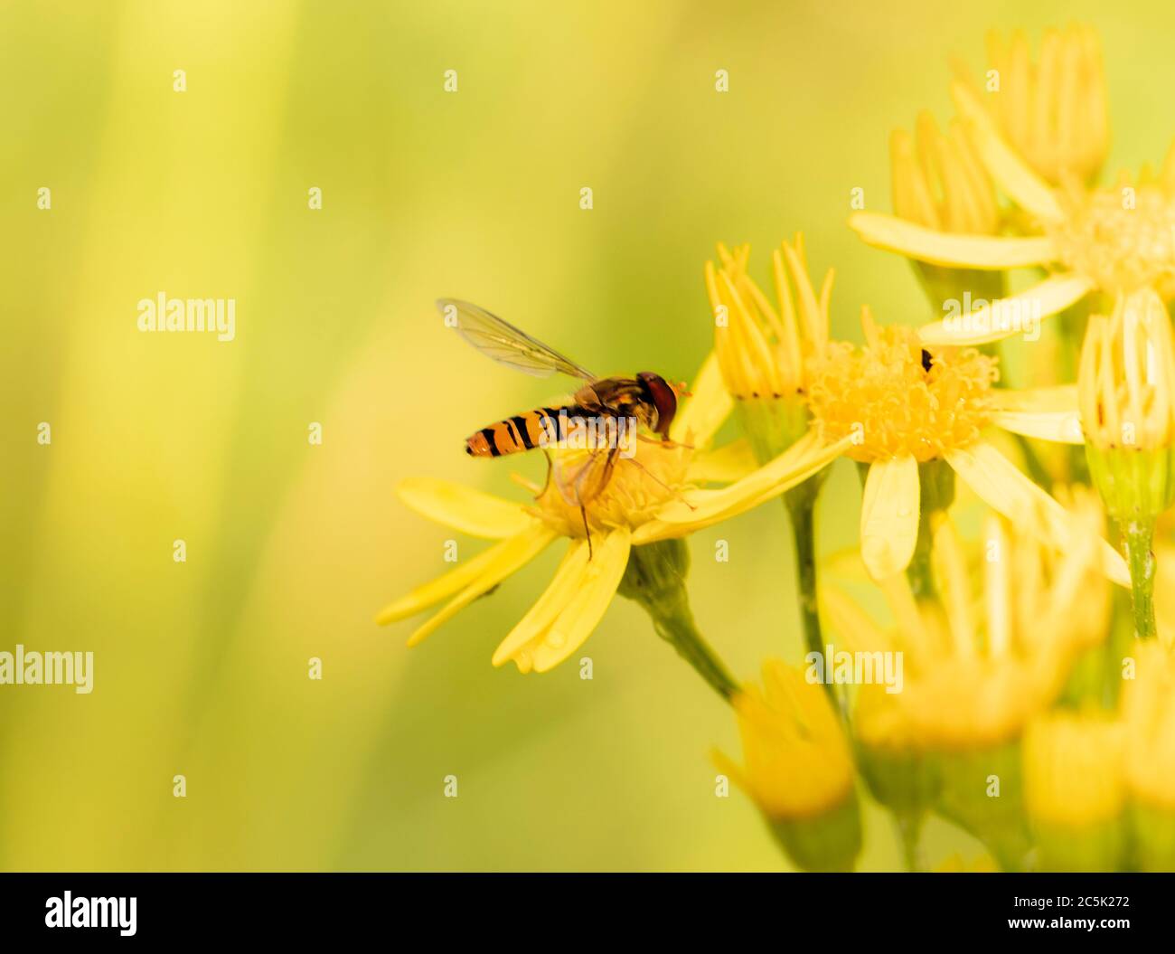 Insect with red eyes hi-res stock photography and images - Alamy
