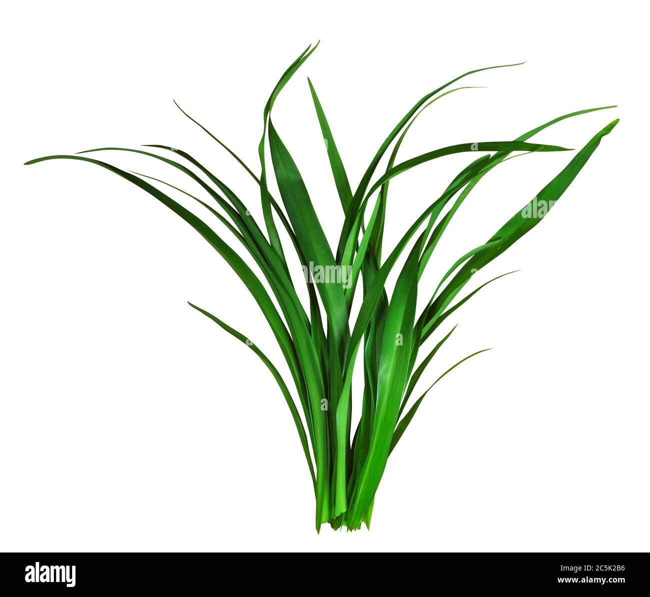 Long blades of green grass isolated on white background Stock Photo - Alamy